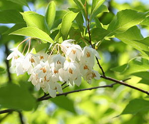 HE Benjoin, aromathérapie, fiche de l'huile essentielle - Lydie Bonnet